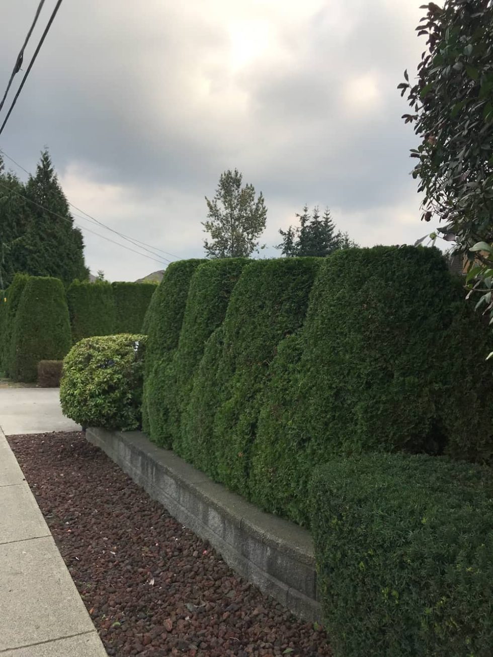 Hedge Shaping - Pine Valley Tree Services