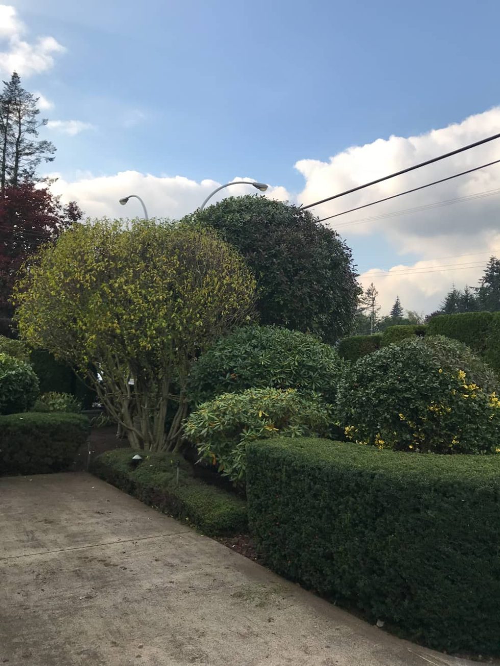 Tree & Hedge Planting - Pine Valley Tree Services
