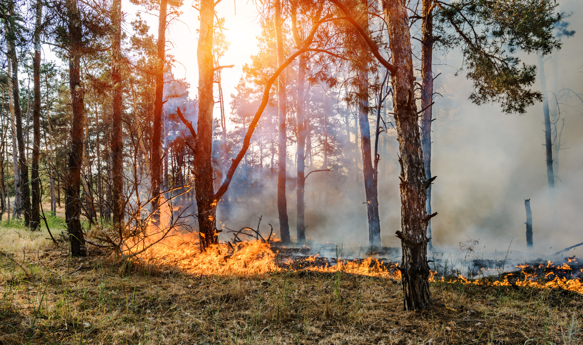 Fire-Smart Tips: How to Protect Your Home from Wildfires - Pine Valley ...