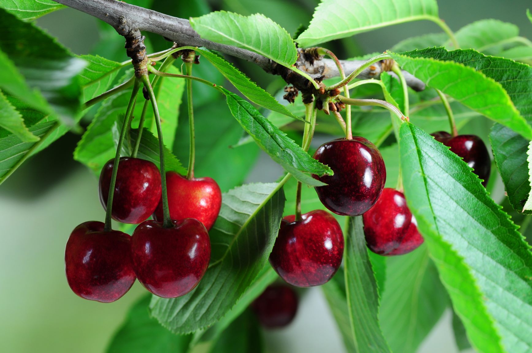 All About Cherry Trees - Pine Valley Tree Services
