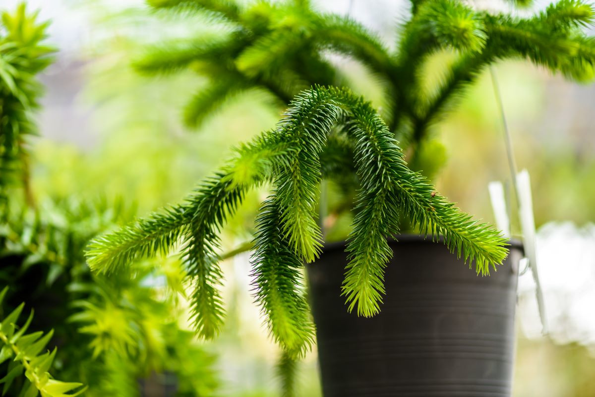 All About Cryptomeria Trees | Pine Valley Tree Services and Landscaping
