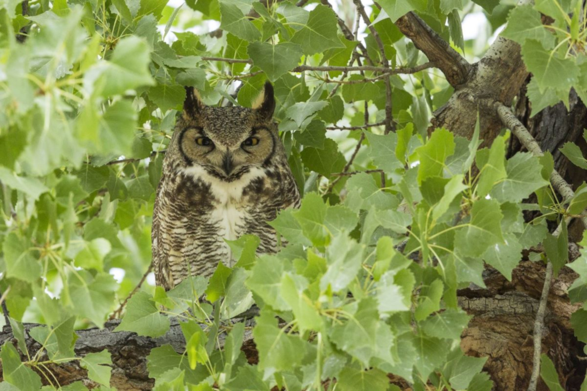 Wildlife Habitat Trees | Pine Valley Tree Services