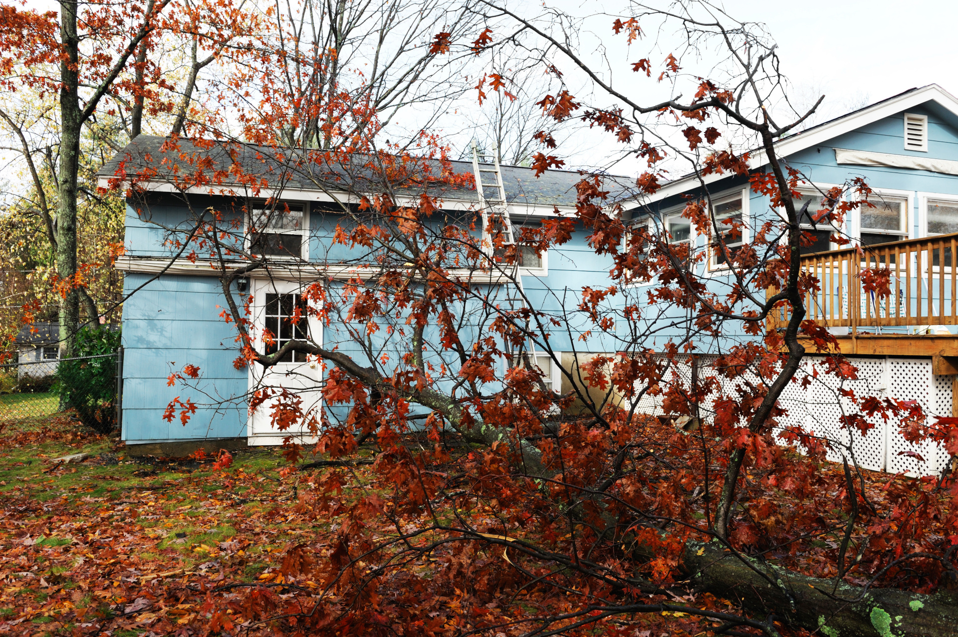 Dangerous Tree Removal | Pine Valley Tree Services