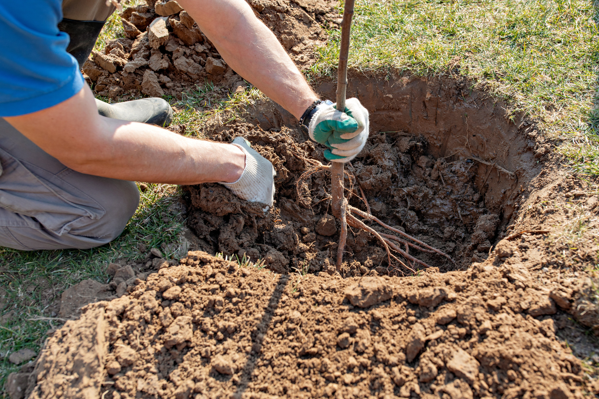 How to Plant a Bare Rooted Tree | Pine Valley Tree Services