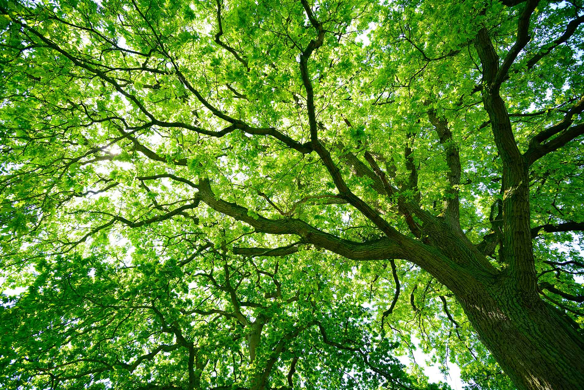 All About Oak Trees - Pine Valley Tree Services