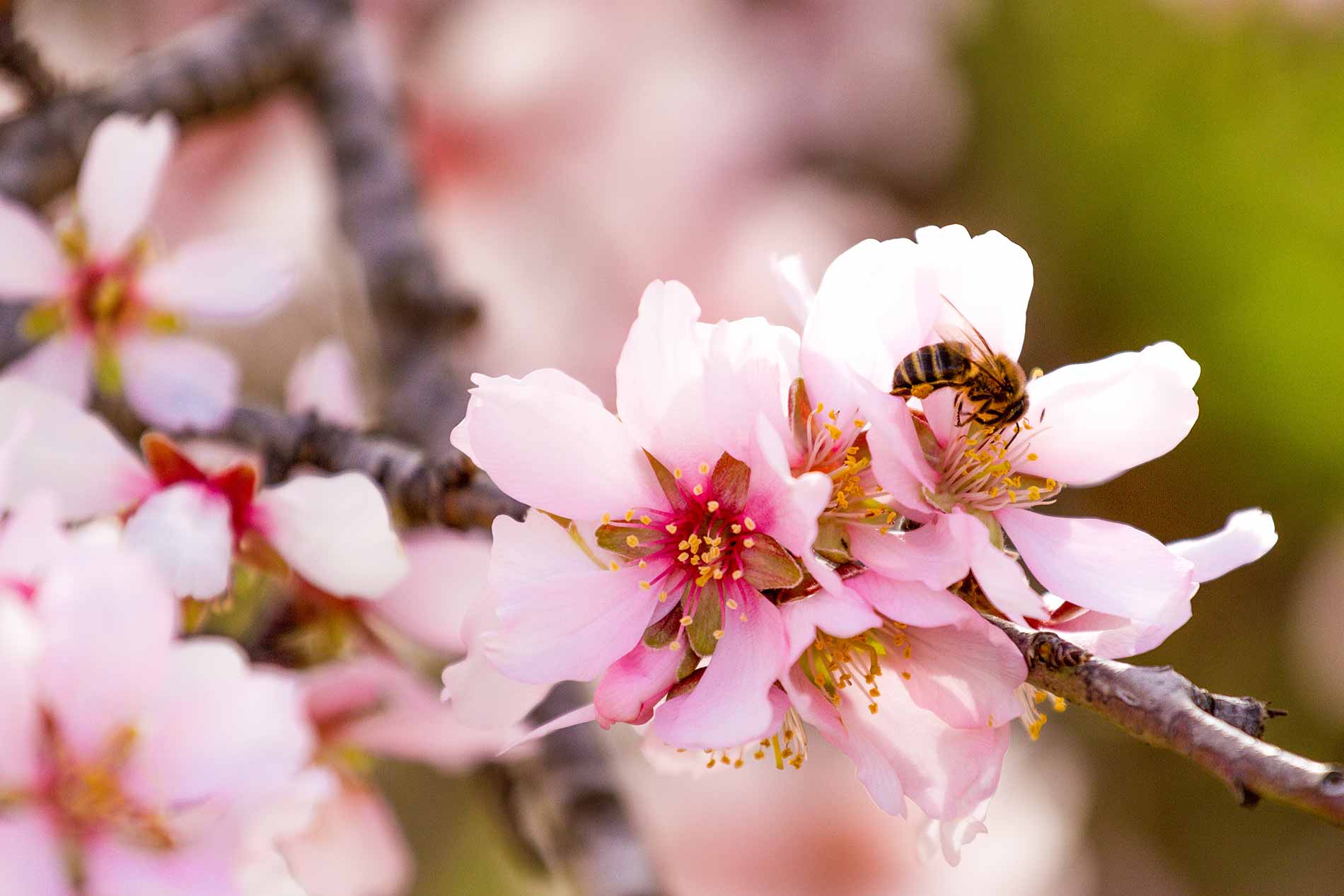 Trees Need Pollinators - Pine Valley Tree Services