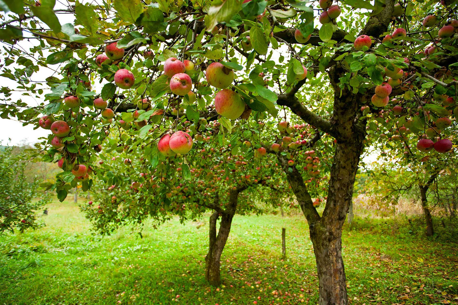What are heirloom fruit trees? - Pine Valley Tree Services
