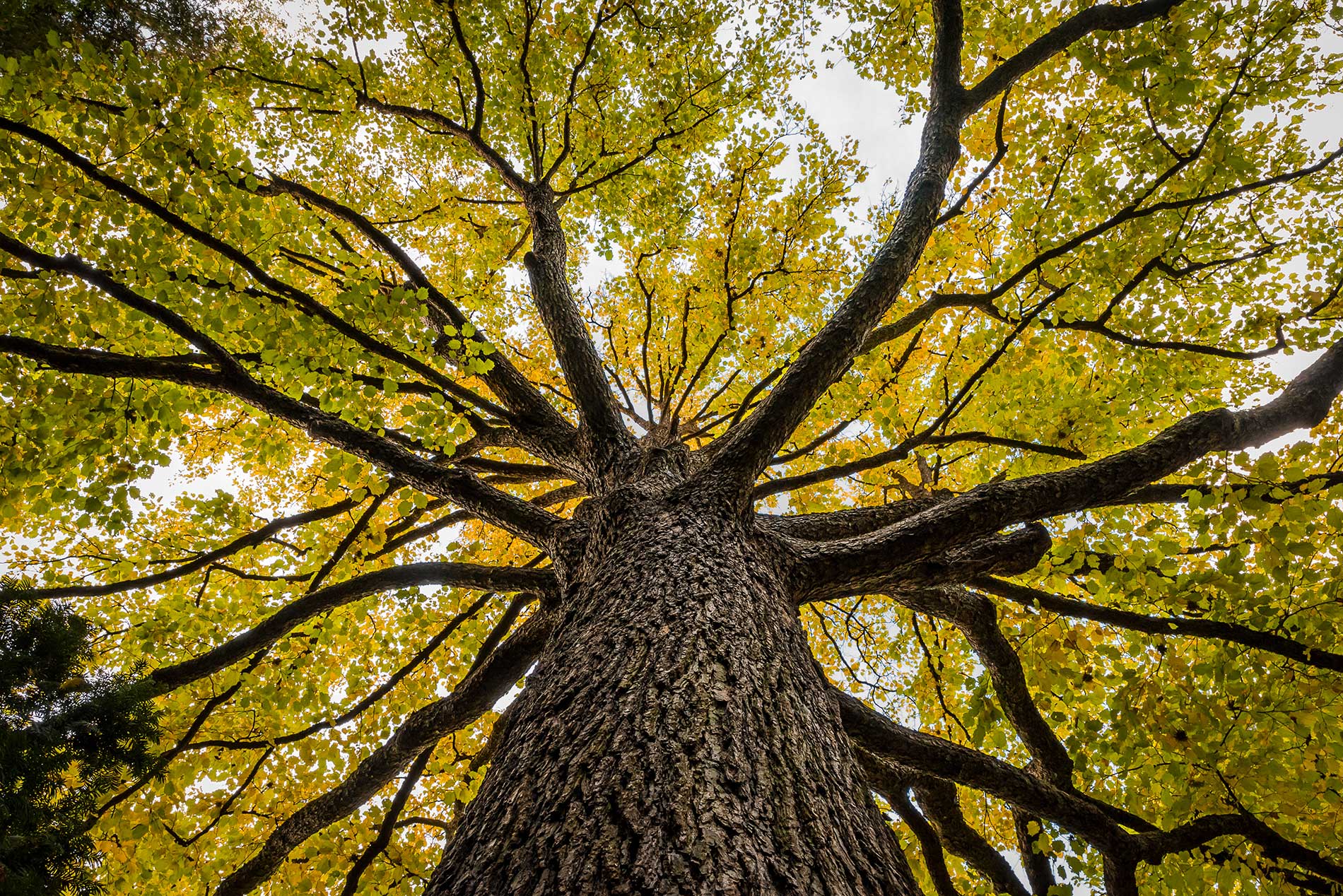 The Beauty and Problems with Elm Trees - Pine Valley Tree Services