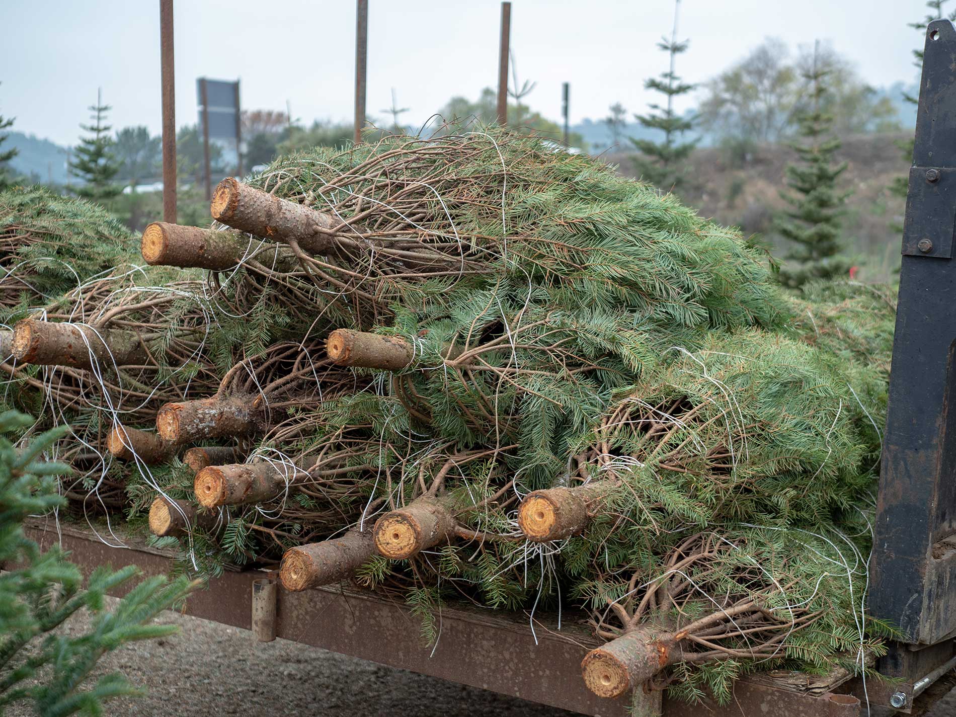 Eco-Disposal of Christmas Trees - Pine Valley Tree Services