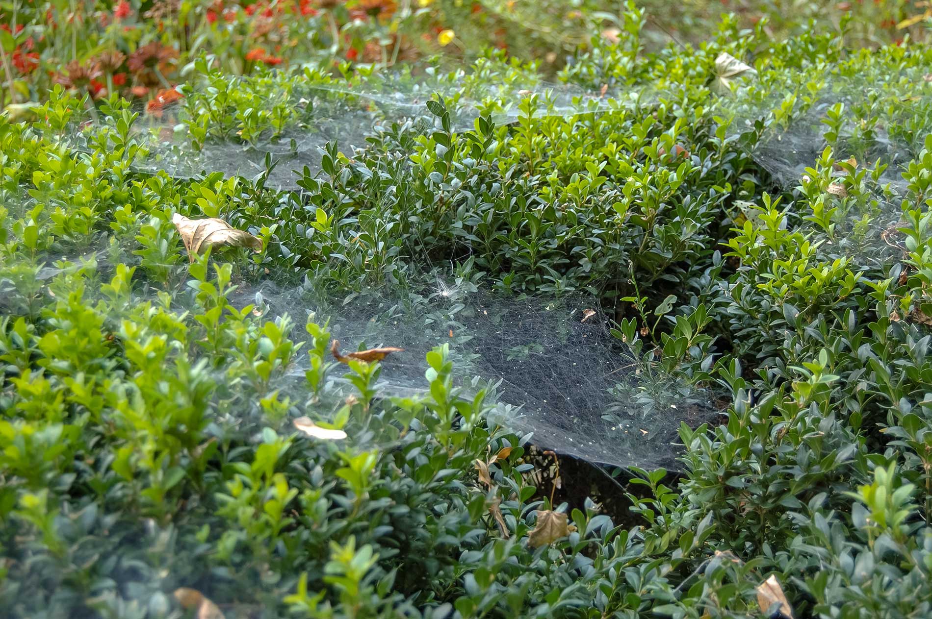 Hedge Spiders and What to Do About Them | Pine Valley Tree Service ...