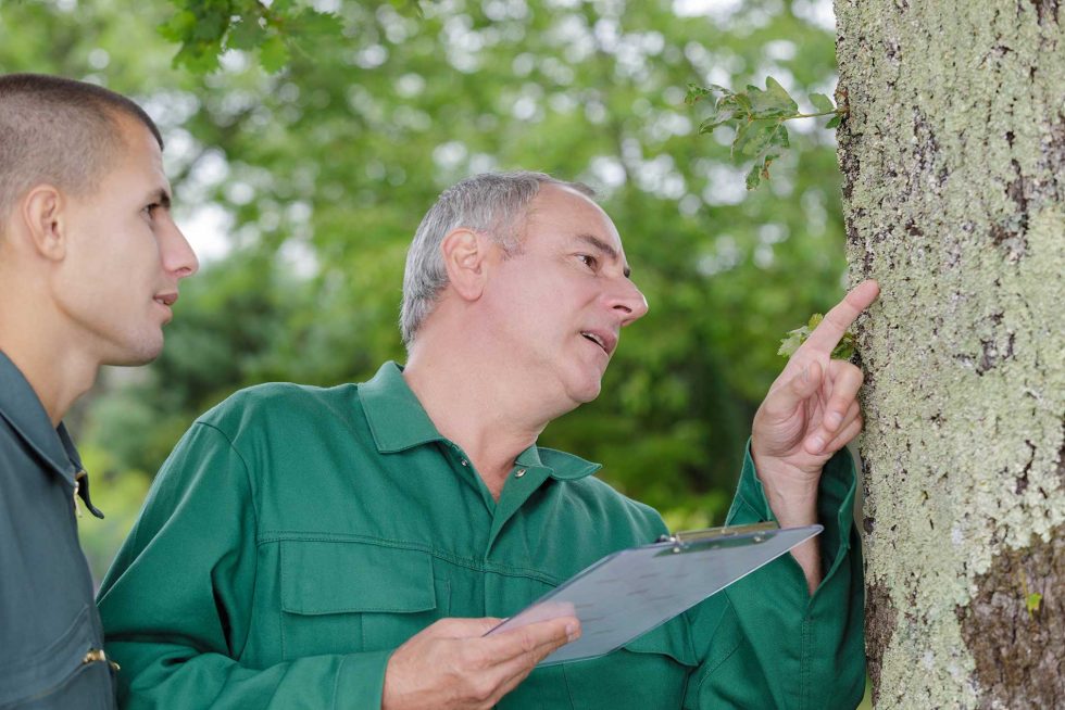 The Importance of Field Arborists in Tree Care and Dispute Resolution ...