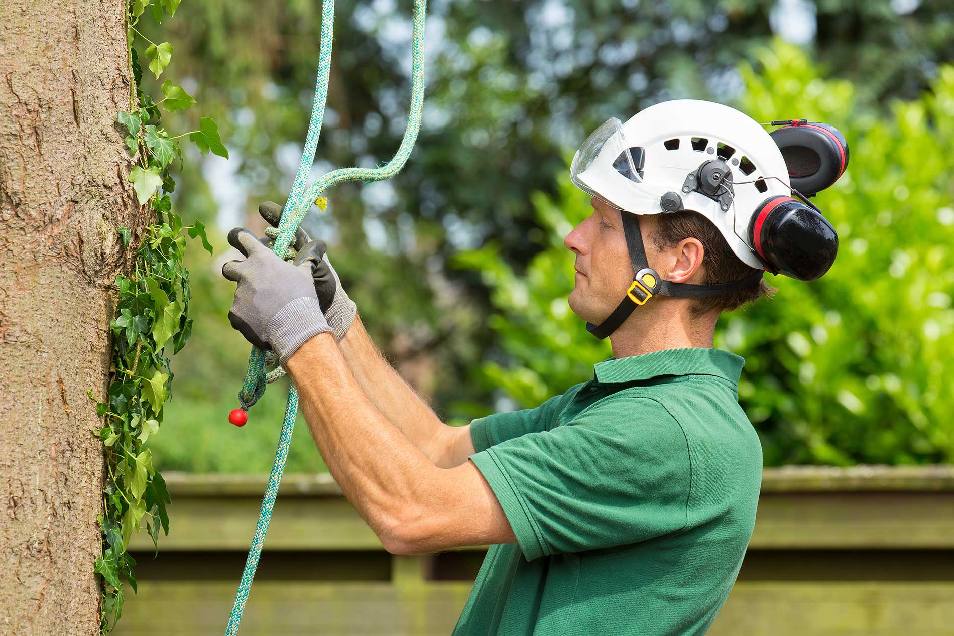 What is a Utility Arborist? - Pine Valley Tree Services
