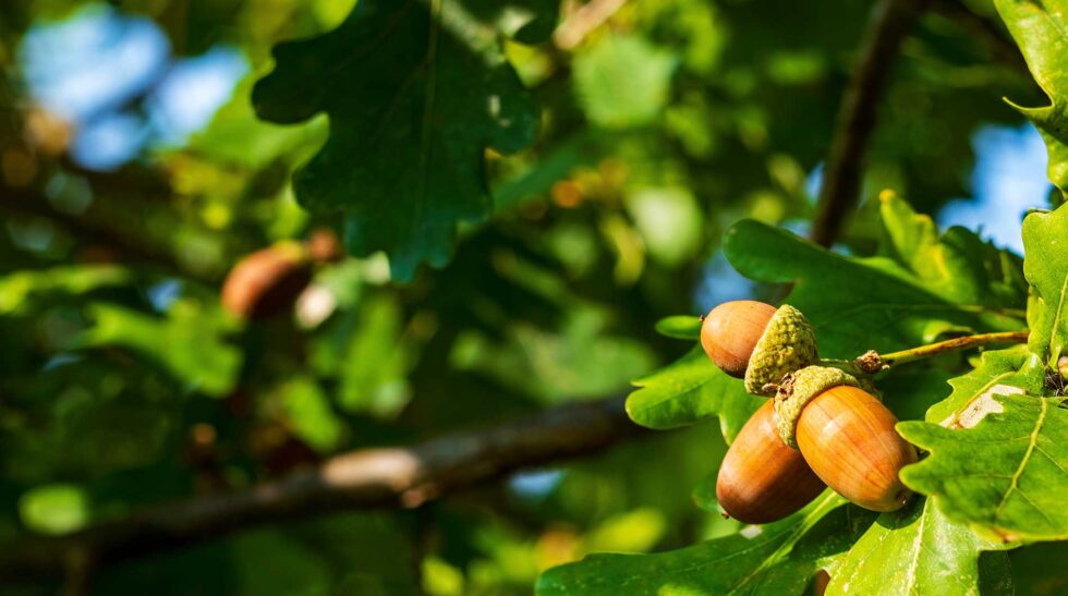Explore Different Types of Nut Trees - Pine Valley Tree Services